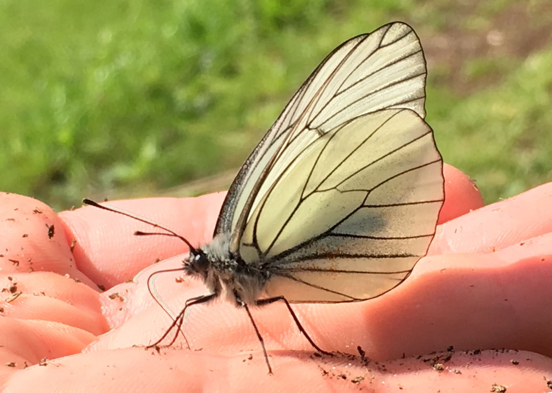 Erdung – Damara Berger